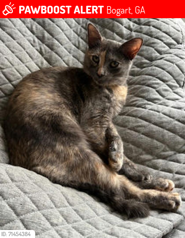 Bogart, GA Lost Female Cat, Sage Is Missing | PawBoost