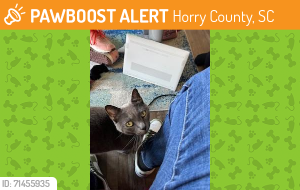 Horry County, SC Stray Female Cat Found Near Glenns Bay Road, Myrtle ...