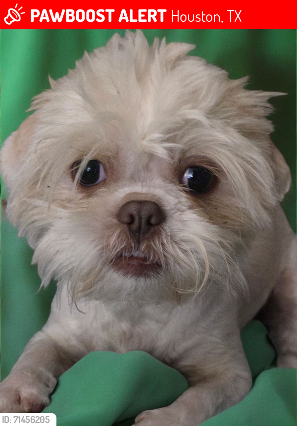 Houston, TX Lost Female Dog, Zipper Zippie Is Missing | PawBoost