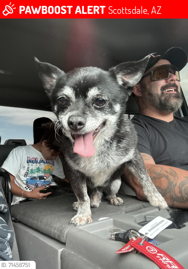 Scottsdale, AZ Lost Male Dog, George Is Missing | PawBoost
