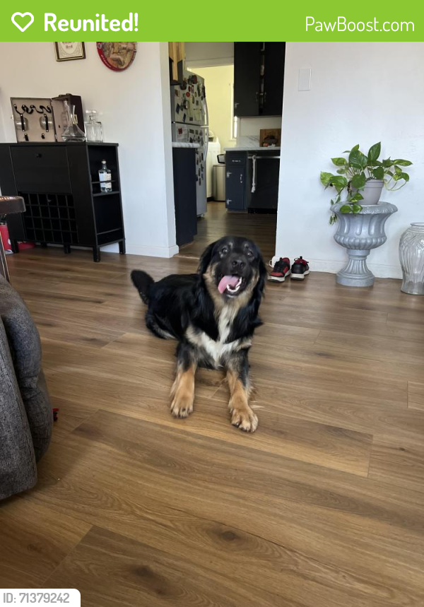 Reunited Male Dog in Jamul, CA 91935 (ID: 71379242) | PawBoost