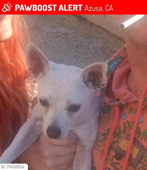 Azusa, CA Lost Female Dog, Freeway Is Missing | PawBoost