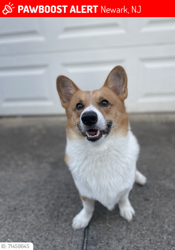 Newark, NJ Lost Male Dog, Joy Is Missing | PawBoost