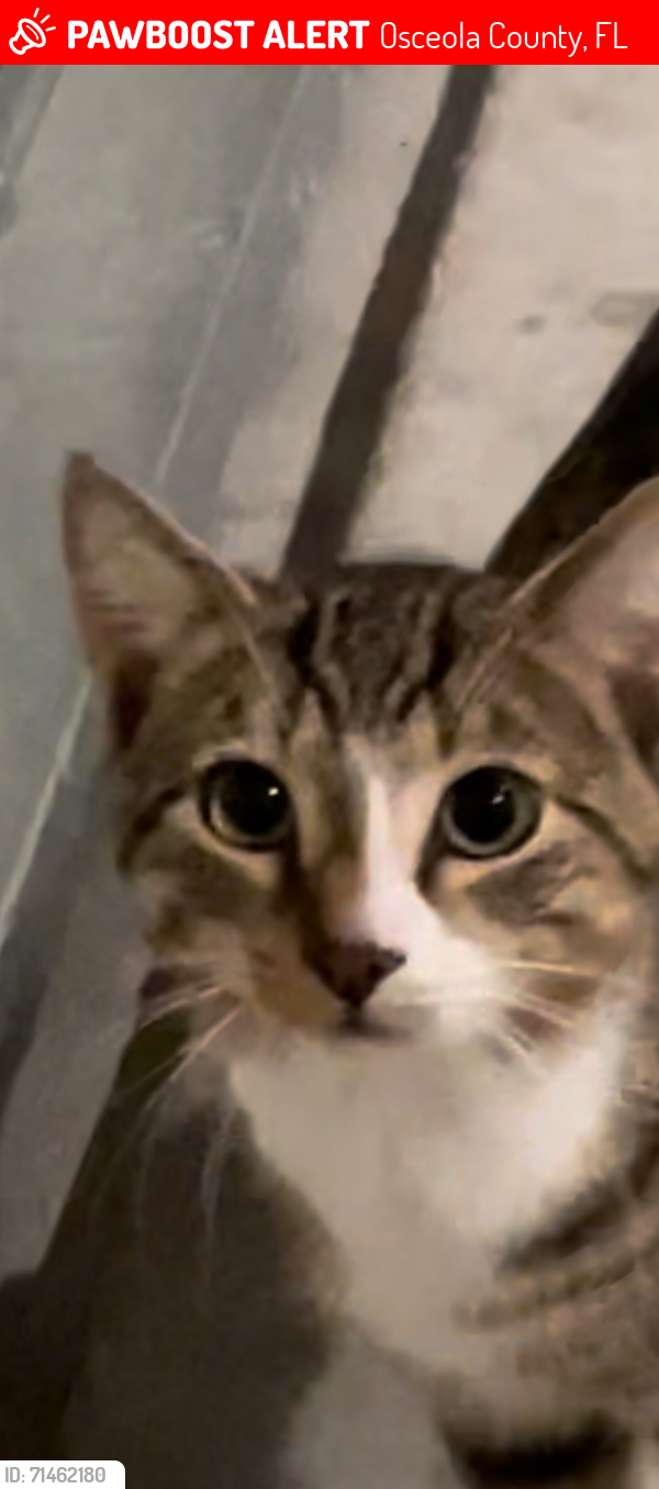 Osceola County, FL Lost Male Cat, Zimba Is Missing | PawBoost