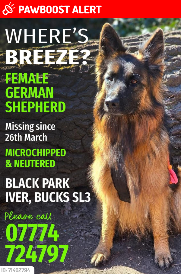 Buckinghamshire, England Lost Female Dog, Breeze Is Missing | PawBoost