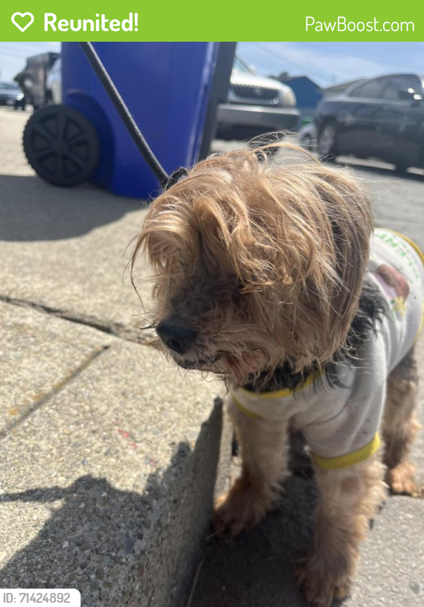Reunited Dog in San Leandro, CA 94579 (ID: 71424892) | PawBoost
