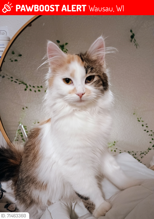 Wausau, WI Lost Female Cat, Stevie Is Missing | PawBoost