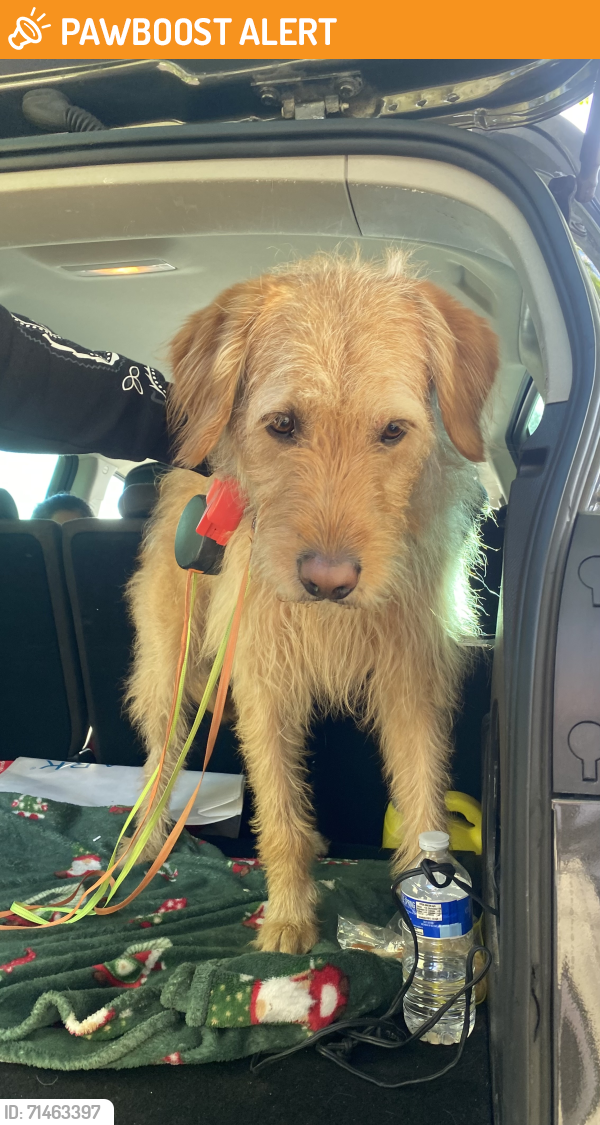 Carmyle, Scotland Stray Male Dog Found Near River road, Carmyle ...