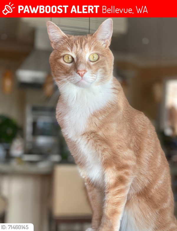 Bellevue, WA Lost Male Cat, Sunny Is Missing | PawBoost