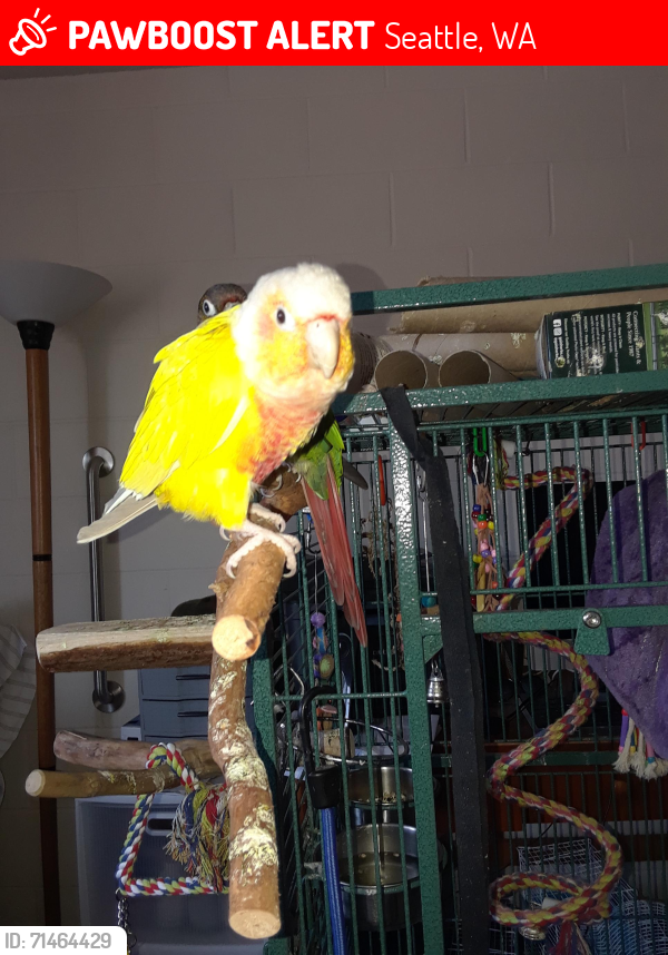 Seattle, WA Lost Female Bird, Luci Is Missing | PawBoost