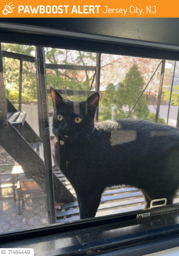 Jersey City, NJ Stray Cat Found Near Near Erie St, Jersey City, NJ ...