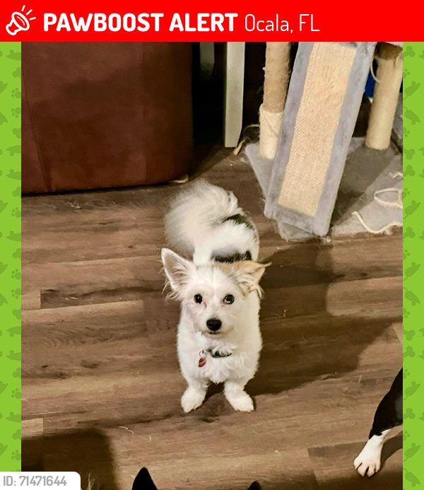 Ocala, FL Lost Male Dog, Moomoo Is Missing | PawBoost