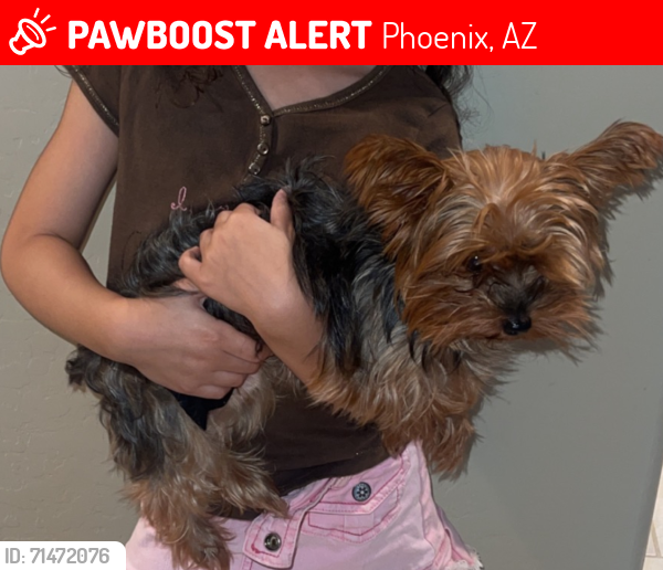 Phoenix, AZ Lost Female Dog, Lg Is Missing | PawBoost