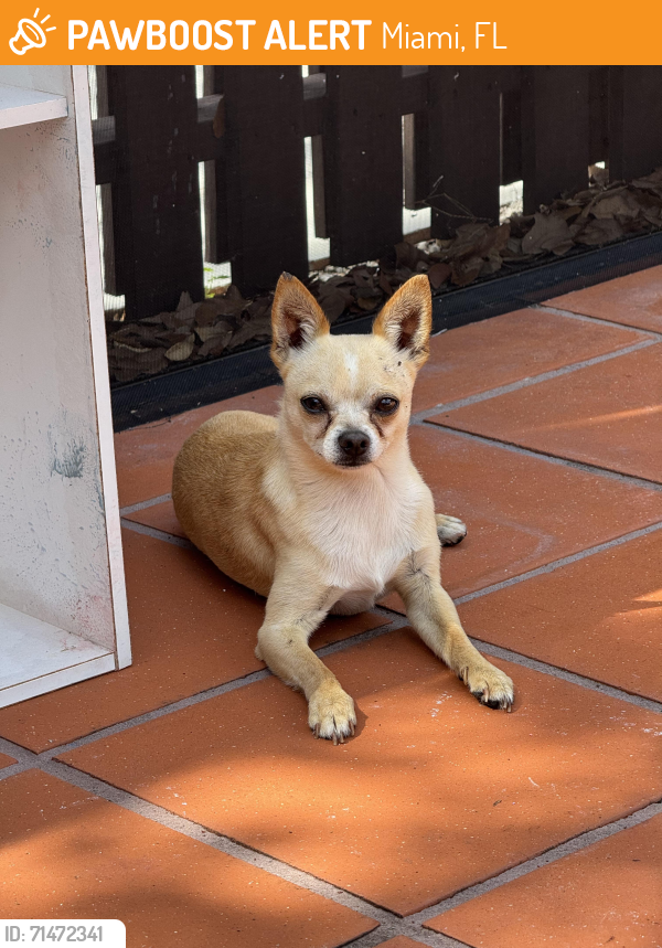 Miami, FL Stray Male Dog Found Near Near sw 104th st | PawBoost