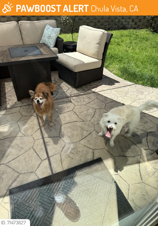 Chula Vista, CA Stray Dog Found Near Corner of oak springs and silver ...