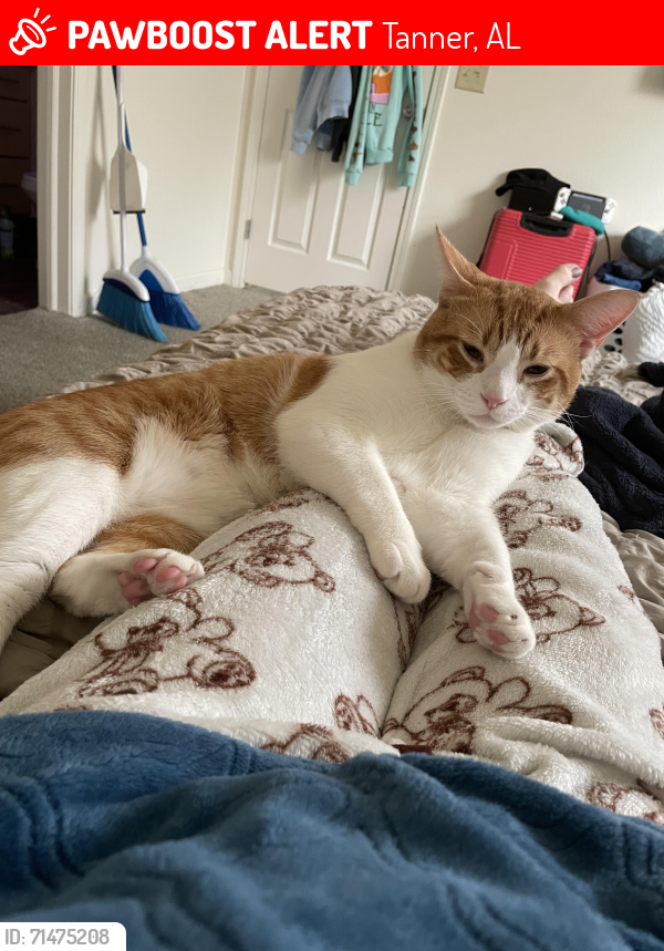 Tanner, AL Lost Male Cat, Pooh Is Missing | PawBoost