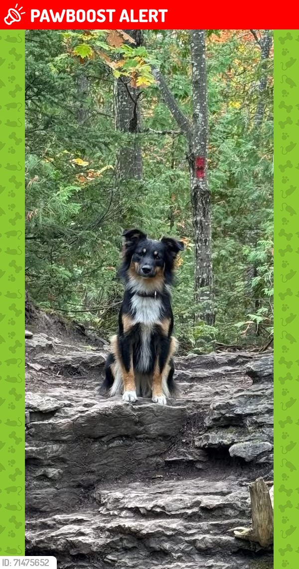Parry Sound District, ON Lost Female Dog, Partner Is Missing | PawBoost