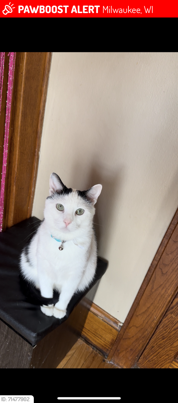 Milwaukee, WI Lost Male Cat, Prince Is Missing | PawBoost