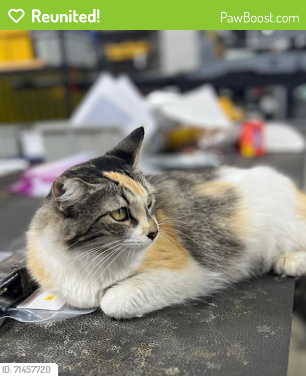 Reunited Female Cat in Los Angeles, CA 91352 (ID: 71457720) | PawBoost