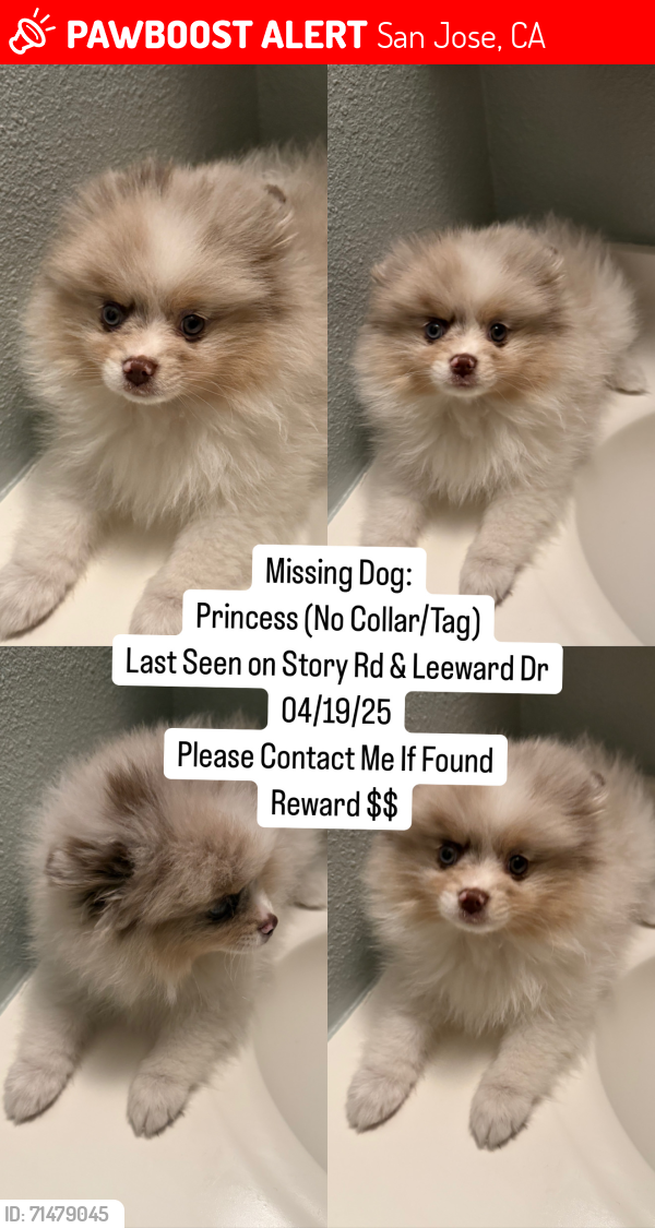 San Jose, CA Lost Female Dog, Princess Is Missing | PawBoost