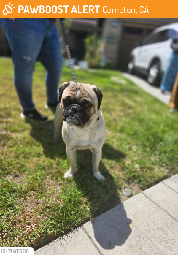 Rehomed Male Dog in Compton, CA 90222 (ID: 71481308) | PawBoost