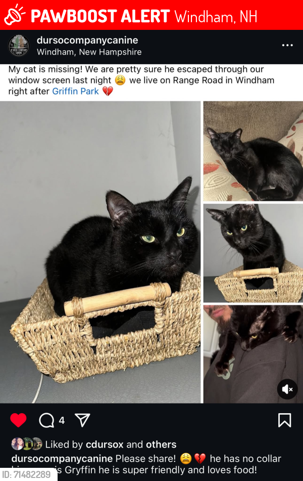 Windham, NH Lost Male Cat, Gryffin Is Missing | PawBoost
