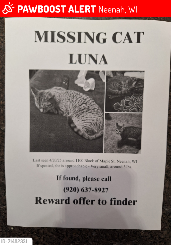 Neenah, WI Lost Female Cat, Luna Is Missing | PawBoost