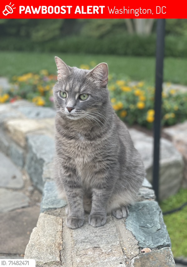 Washington, DC Lost Female Cat, Addie Is Missing | PawBoost