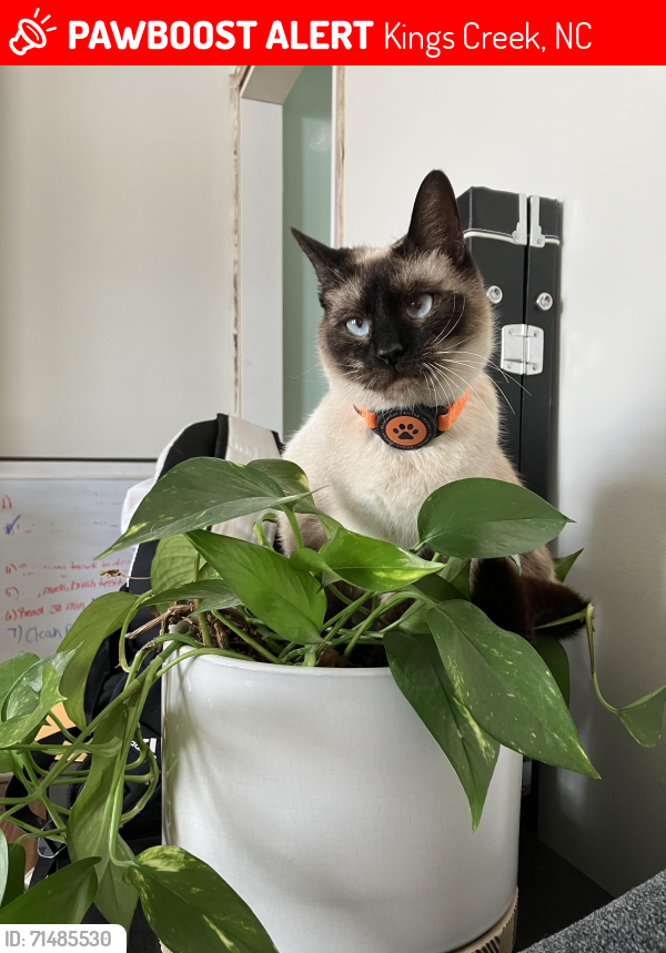 Kings Creek, NC Lost Female Cat, Maxie Is Missing | PawBoost