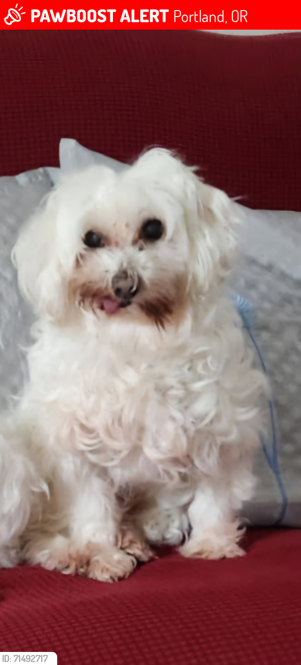 Portland, OR Lost Male Dog, Ritchie Is Missing | PawBoost