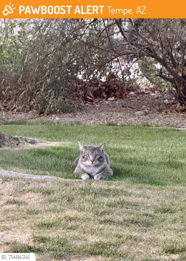 Tempe, AZ Stray Cat Found Near McClintock and Warner | PawBoost