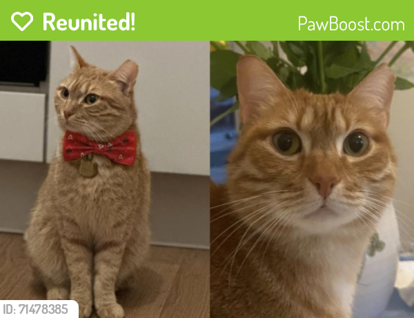 Reunited Female Cat in Marl, NRW 45772 (ID: 71478385) | PawBoost