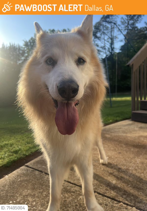 Dallas, GA Stray Male Dog Found Near Reece Road and Spring Dale Lane ...