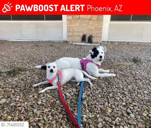 Phoenix, AZ Lost Female Dog, Nova/memory Is Missing | PawBoost