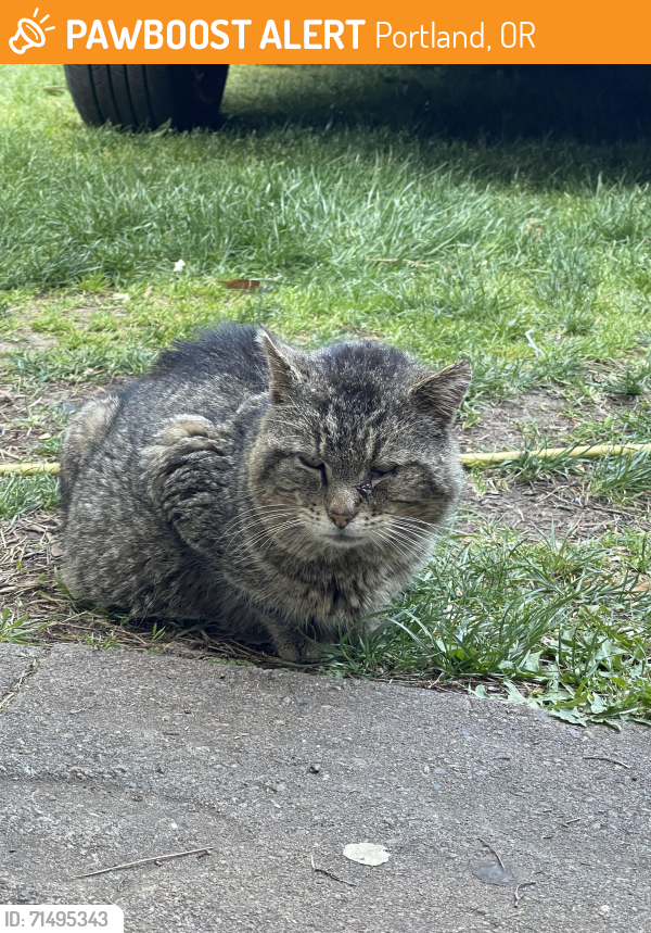 Portland, OR Stray Male Cat Found Near SE Division and 151st | PawBoost