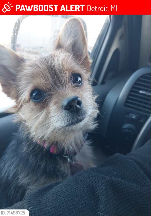 Detroit, MI Lost Female Dog, Ru Is Missing | PawBoost