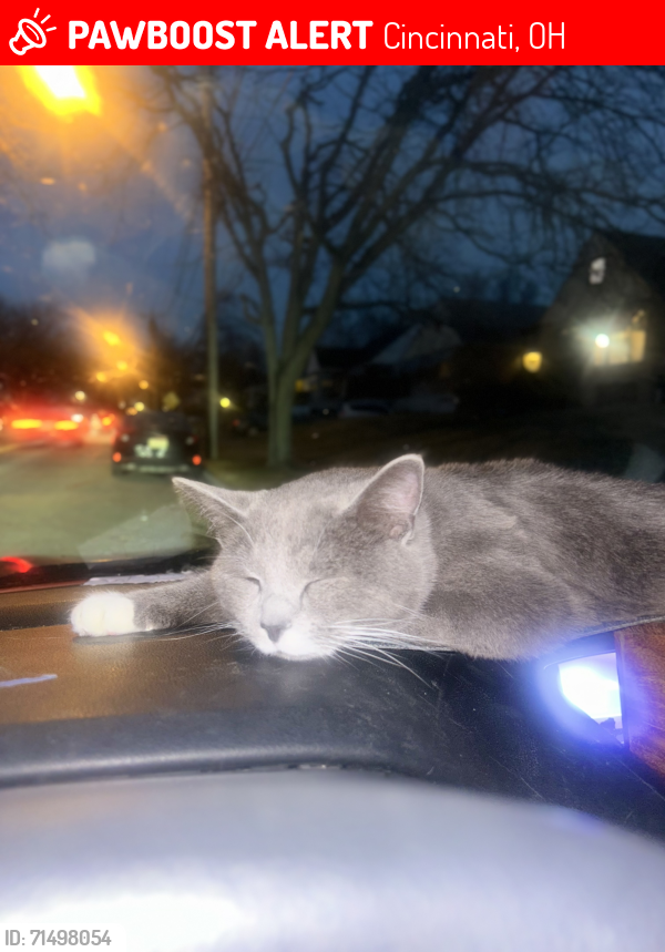 Cincinnati, OH Lost Female Cat, Gracie Is Missing | PawBoost