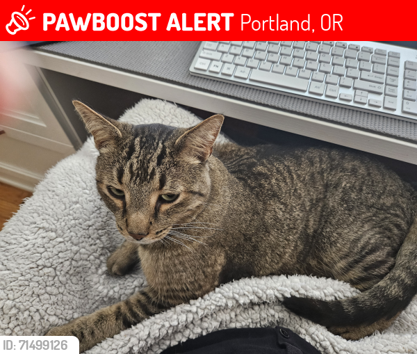 Portland, OR Lost Male Cat, Frankie Is Missing | PawBoost