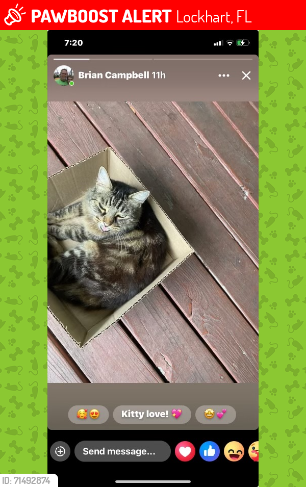 Lockhart, FL Lost Female Cat, Fluffy Is Missing | PawBoost