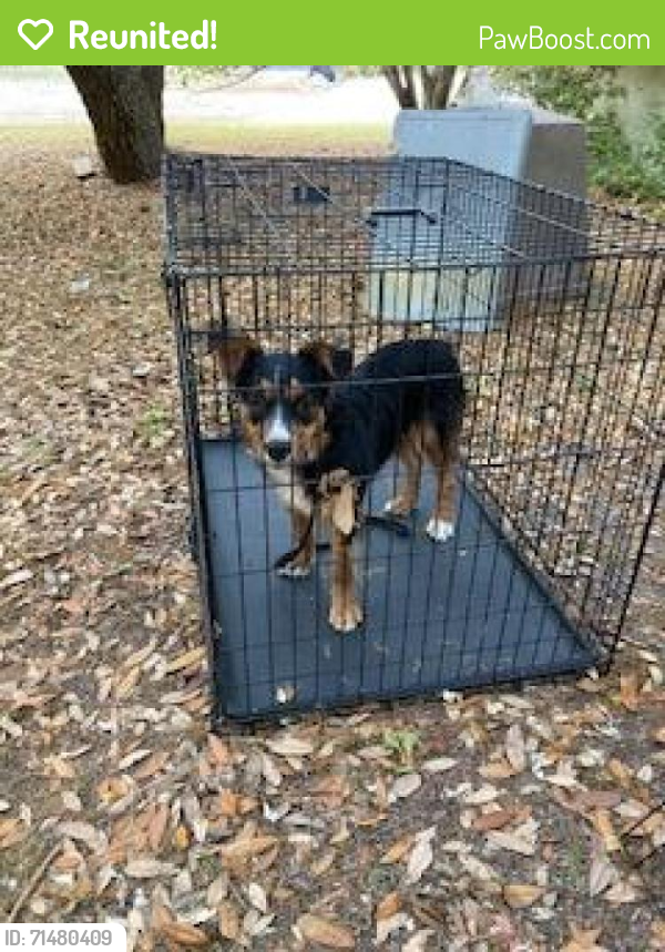 Reunited Female Dog in Sea Breeze, NC 28409 (ID: 71480409) | PawBoost