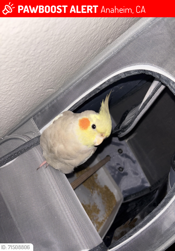 Anaheim, CA Lost Female Bird, Lilo Is Missing | PawBoost
