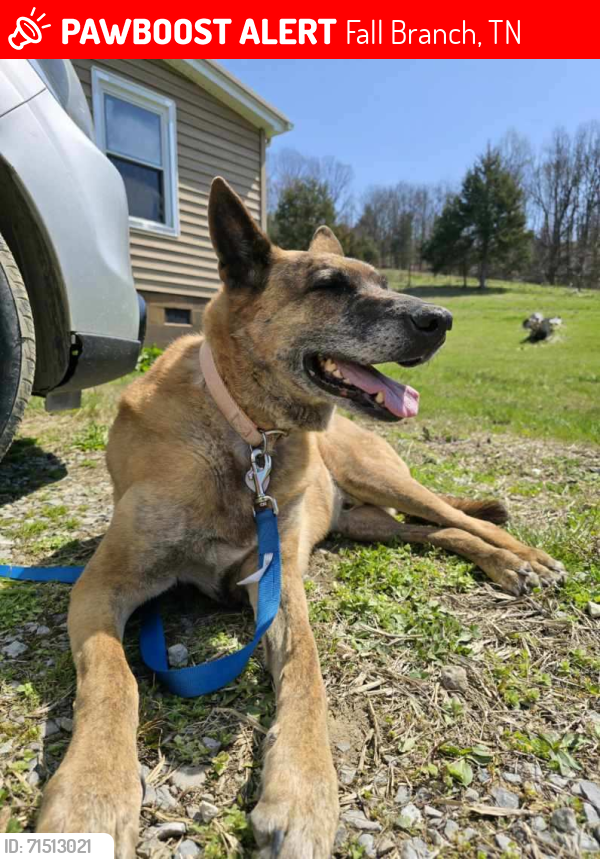 Fall Branch, TN Lost Male Dog, Pirate Is Missing | PawBoost