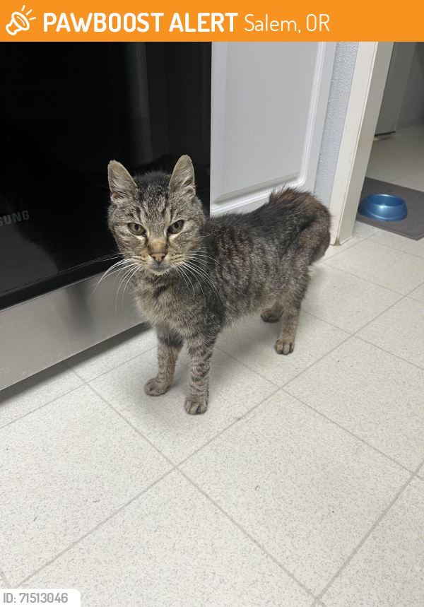 Salem, OR Stray Female Cat Found Near Winco | PawBoost