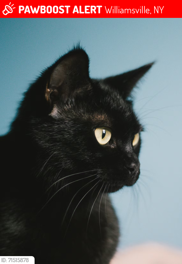 Williamsville, NY Lost Female Cat, Boo Is Missing | PawBoost