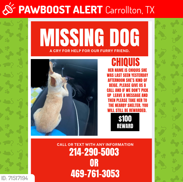 Carrollton, TX Lost Female Dog, Chiquis Is Missing | PawBoost