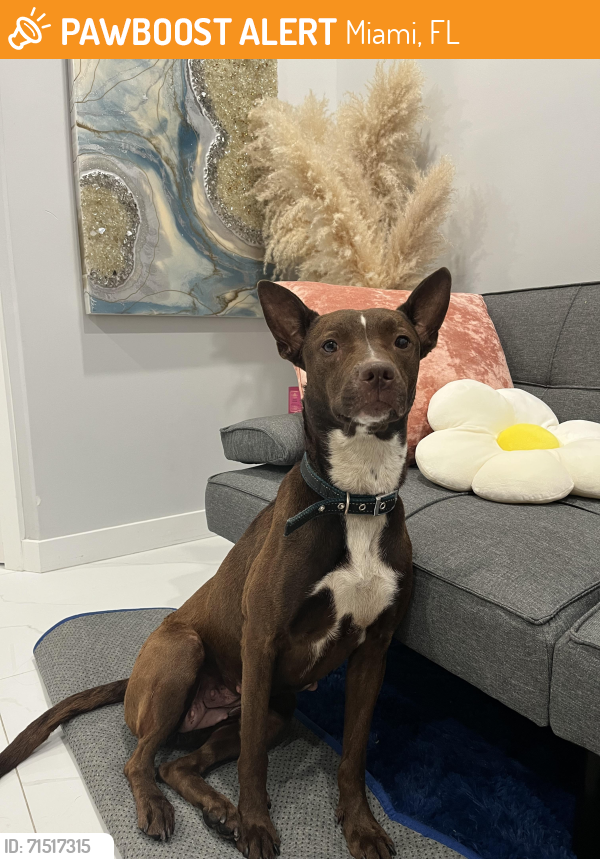 Miami, FL Stray Male Dog Found Near LoanDepot park | PawBoost