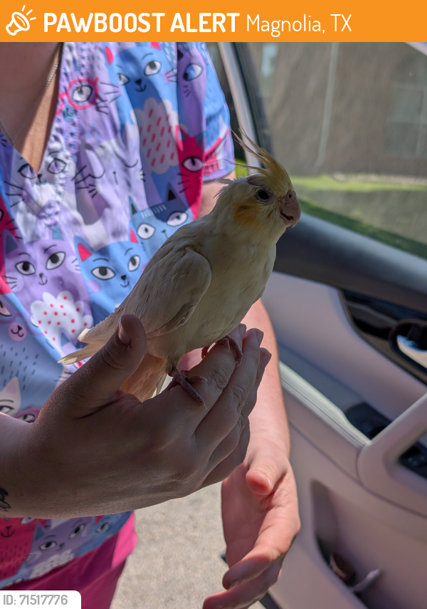 Magnolia, TX Stray Bird Found Near Cedrick C Smith Elementary School ...
