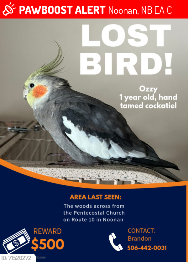 Noonan, NB Lost Male Bird, Ozzy Is Missing | PawBoost