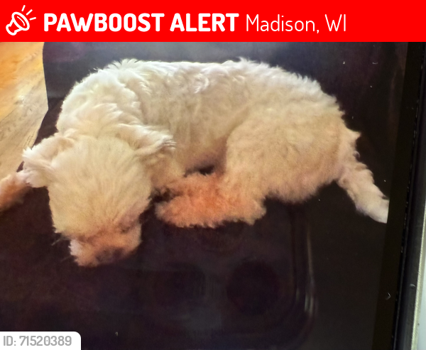 Madison, WI Lost Male Dog, Bailey Is Missing | PawBoost