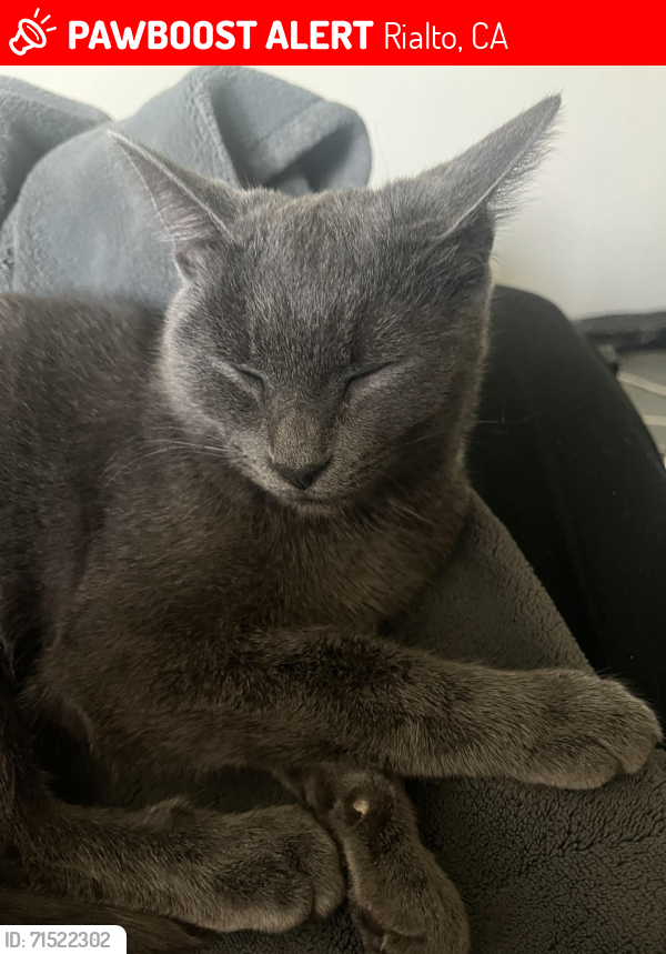 Rialto, CA Lost Female Cat, Ash Is Missing | PawBoost